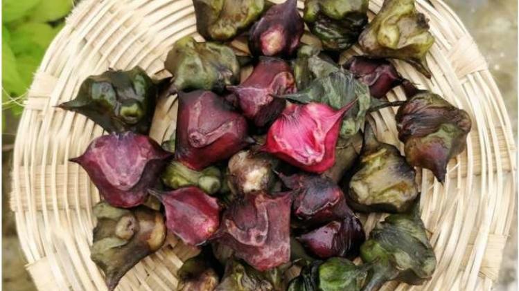 Water-Chestnut Singhara Benefits: ছোট্ট পানিফল কমায় অনেকটা ওজন, জানতেন ...