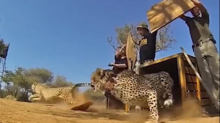 Wild Animal Released: মুক্তির আনন্দে যখন বন্য প্রাণীরা, দেখুন ভিডিও ...