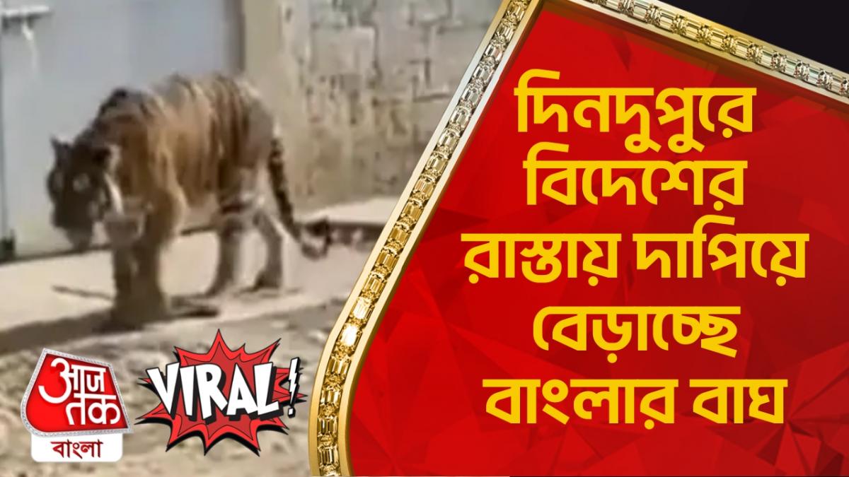 Bengal tiger spotted on streets of Mexico: বিদেশের রাস্তায় দাপিয়ে ...