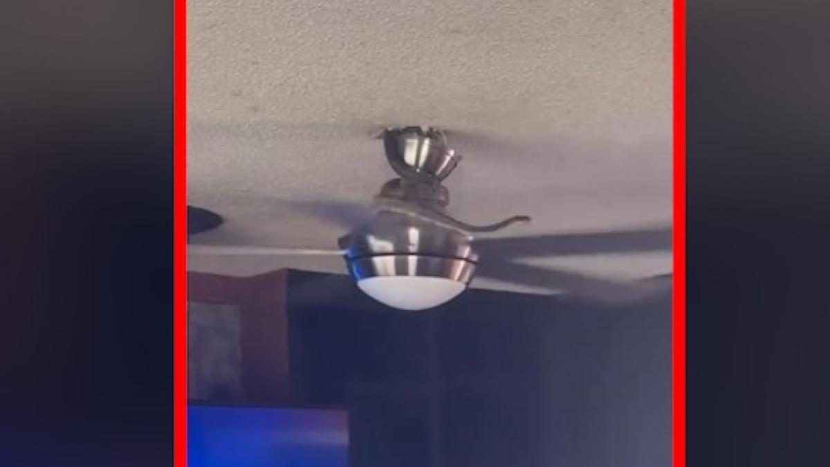 Snake In Ceiling Fan: চলন্ত সিলিং ফ্যানে রয়েছে সাপ, তারপর... - Viral ...