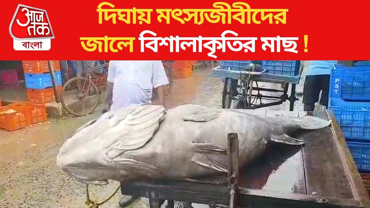 Kai Bhola Fish: দিঘা সমুদ্র থেকে উঠলো ১১০ কেজির কই ভোলা মাছ - West ...