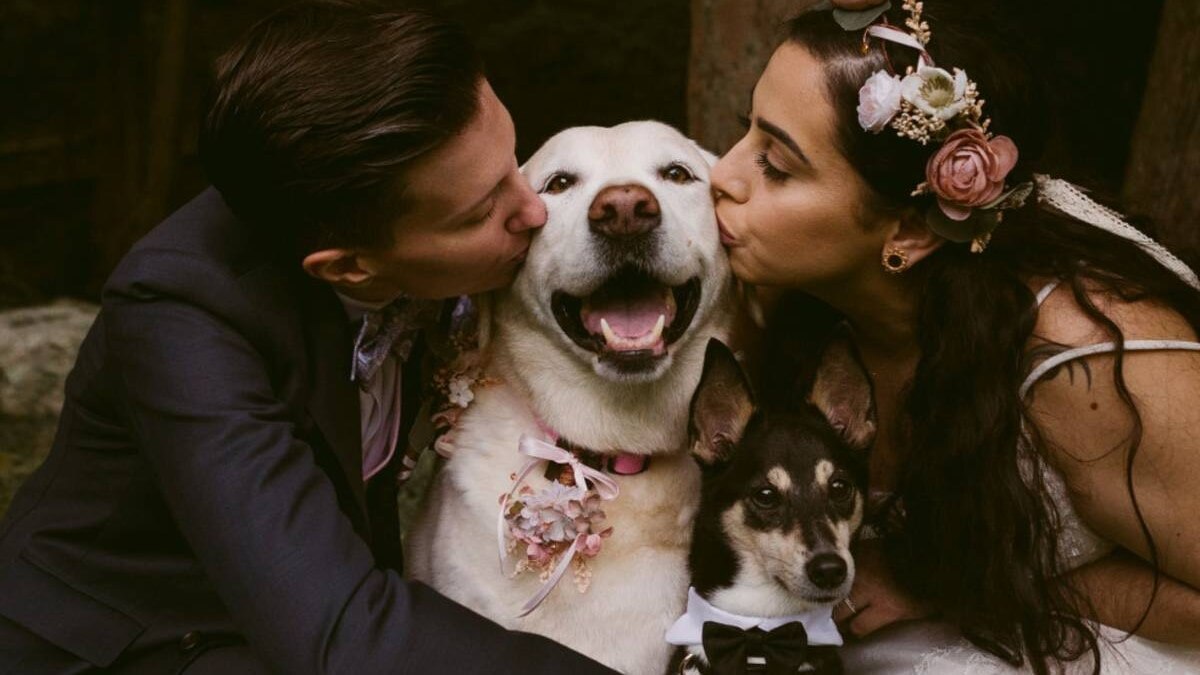 Pets at Weddings: These Photographs are Beyond Adorable!