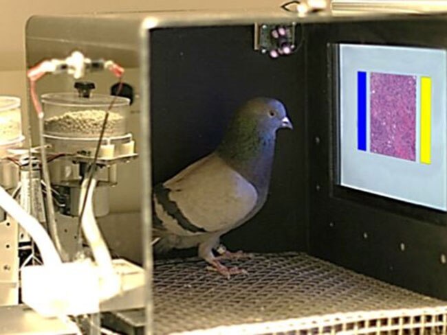 Pigeons Can Identify Breast Cancer! WHAT! - Cosmopolitan India