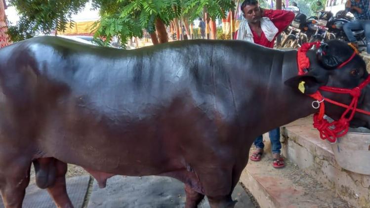 रोज खाता है 1000 रुपये का चारा, मेले में छाया 10 करोड़ का भैंसा..खासियत ...