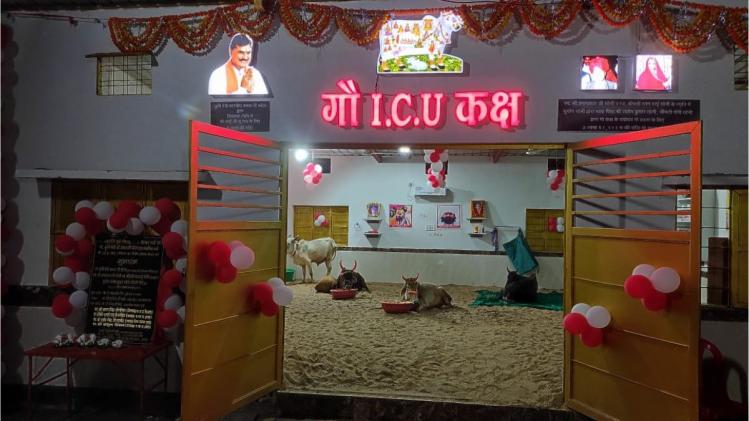 MP Gaushala : गौशाला में खुला गायों के लिए आईसीयू, इलाज के लिए दवा सहित ...