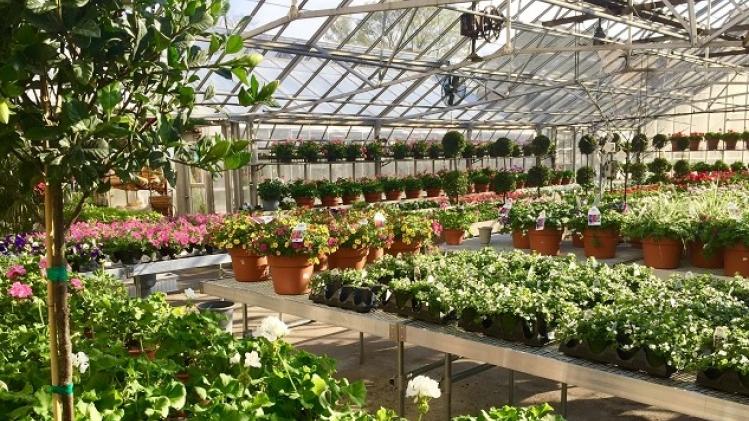 फ्लोरिकल्चर मिशन क्या है, जिसको असम सरकार ने दी है मंजूरी - What is ...