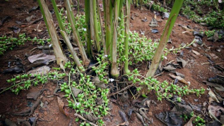 Cardamom Farmer: किसान ने तैयार की इलायची की 14 तरह की ऑर्गनिक किस्में ...
