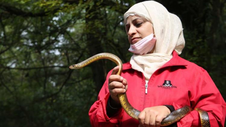 मिलिए कश्मीर की Snake Lady आलिया मीर से...जो घाटी में जहरीले सांपों को ...