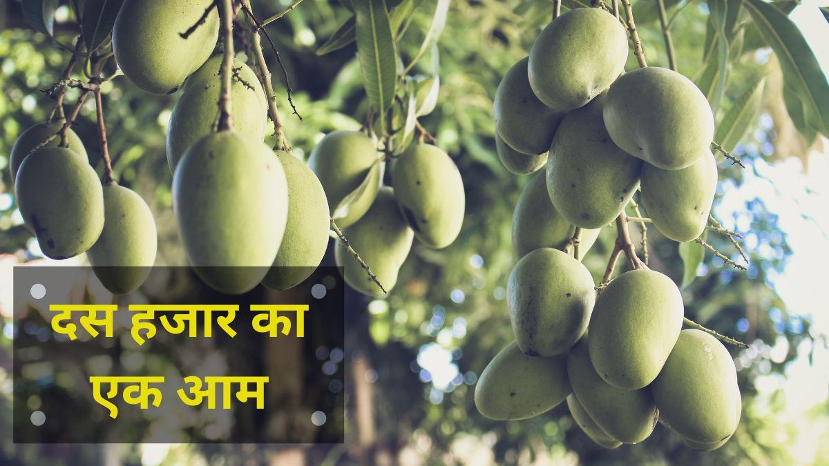 Miyazaki Mango: सोने से महंगा आम! दो लाख रुपये प्रति किलो आम बेचता है ...