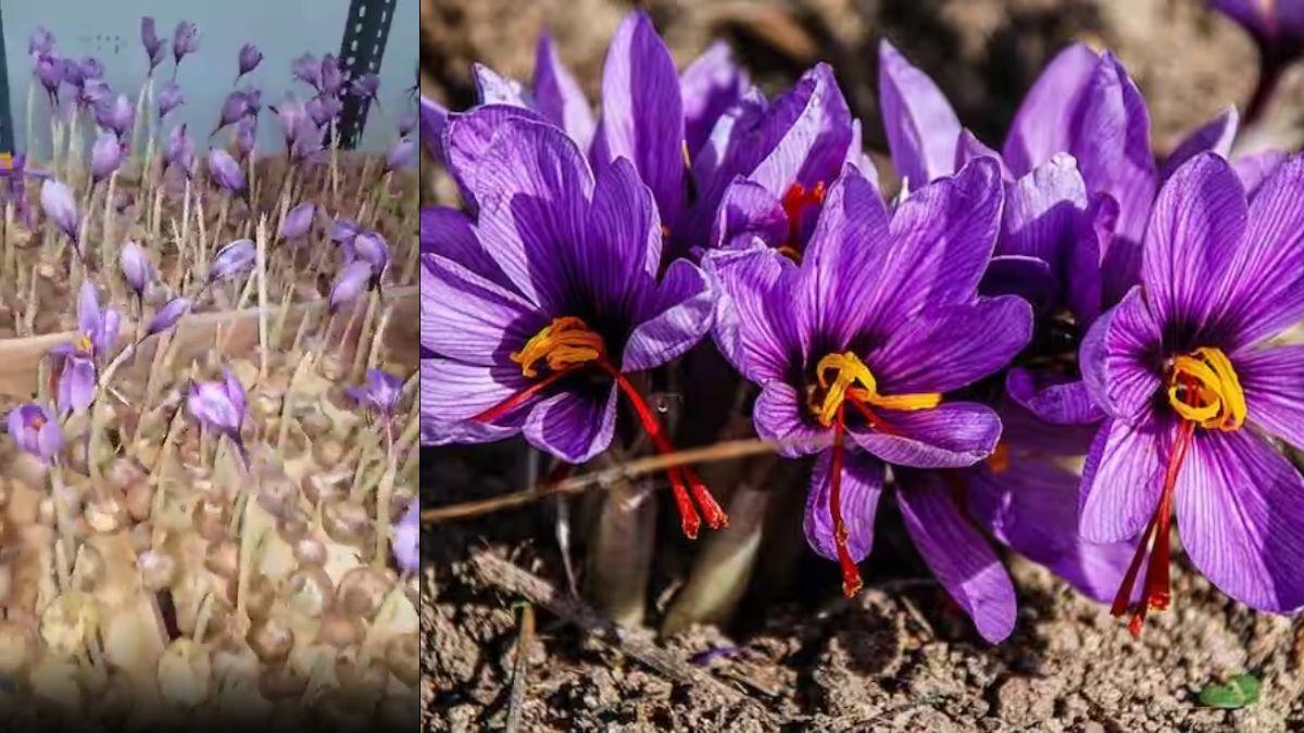 Noida kesar farming: कश्मीर ही नहीं अब नोएडा में हो रही केसर की खेती ...