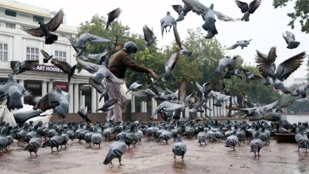 Pigeon droppings: कबूतरों की बीट आपके फेफड़ों को हमेशा के लिए कर सकती ...
