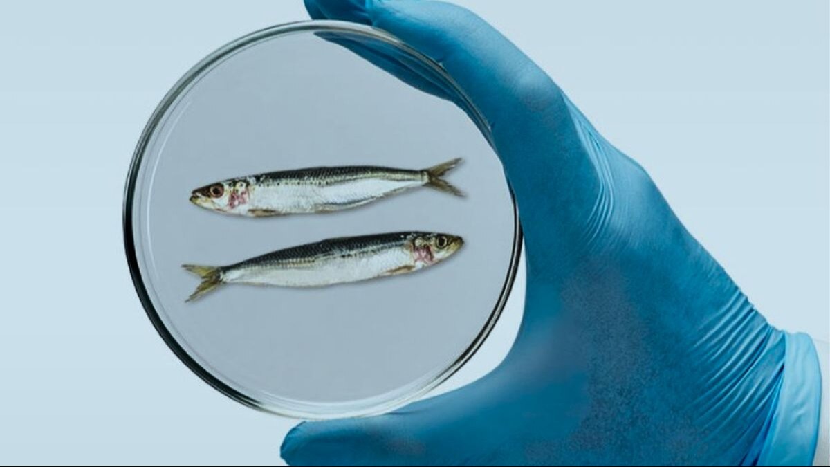Fish in Laboratory: अब लैब में उगाई जाएगी मछली! जानें Seafood बनाने ...