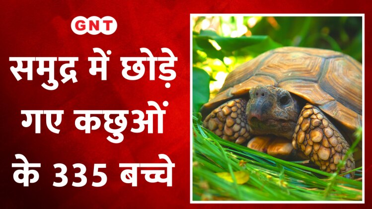 Rameswaram: वन विभाग की शानदार पहल, समुद्र में छोड़े गए कछुओं के 335 बच्चे - GNT Express - GNT