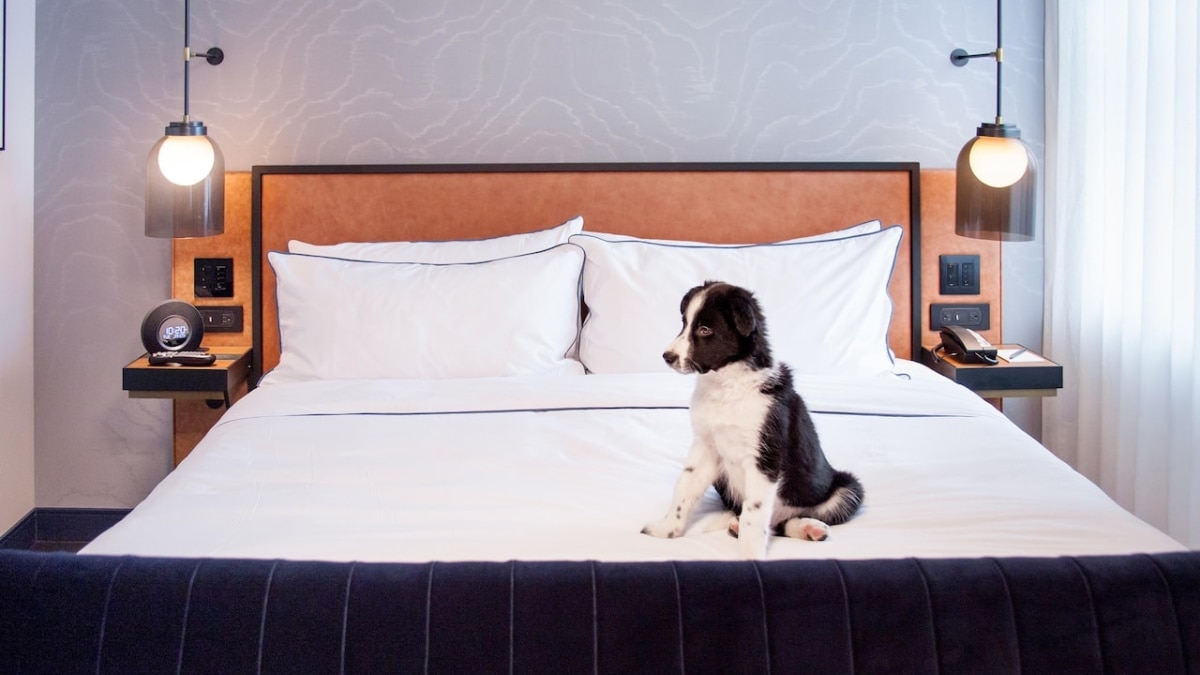 7 places in India perfect for a relaxing pet-cation - Harpers bazaar