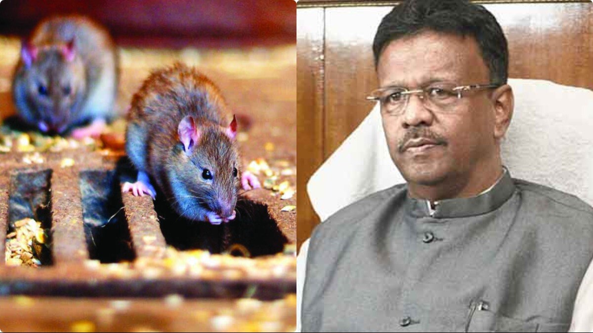 Kolkata Rats Alerts: বড় বিপদে ঢাকুরিয়া ব্রিজ, খাবারের দোকানগুলিকে ...