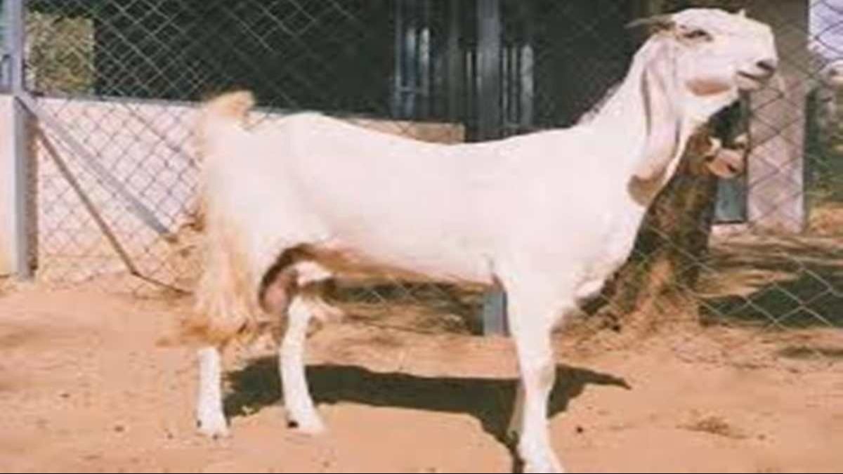 Goat: मीट नहीं इस खास मकसद के लिए विदेशों में भी पसंद किया जाता है ये ...
