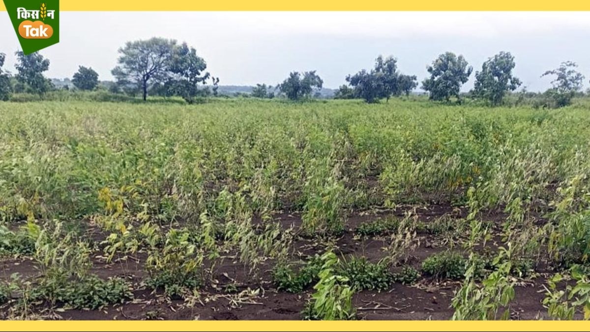Tur Crop: मिचौंग तूफान से खतरे में अरहर की फसल, पहले से बुवाई रकबा घटने ...