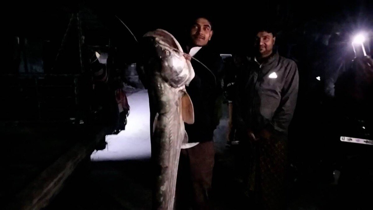 Assam: Massive 25 kg Barali fish caught in Bongaigaon district - Assam