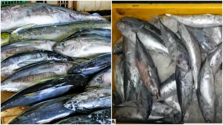 old fish caught in kollam: കൊല്ലത്ത് പതിനായിരംകിലോ പഴകിയ മീ ...