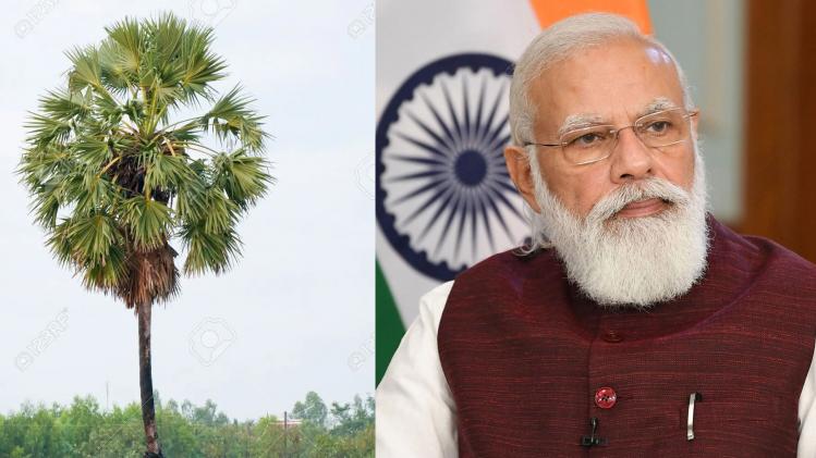 Sugar Palm resistance in Kerala: മോദിയെ പിന്തുടർന്ന് കേരളം: തൃശൂരി ...