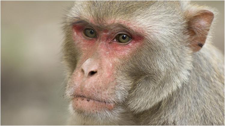 Monkey throw infant from building: നാല് മാസം പ്രായമായ കുഞ്ഞിനെ മൂന്ന് ...