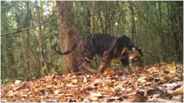 അപൂർവ്വ കാഴ്ച്ച: ക്യാമറ കണ്ണിൽ പതിഞ്ഞ് കരിങ്കടുവ, വൈറലായി വീഡിയോ - Rare ...