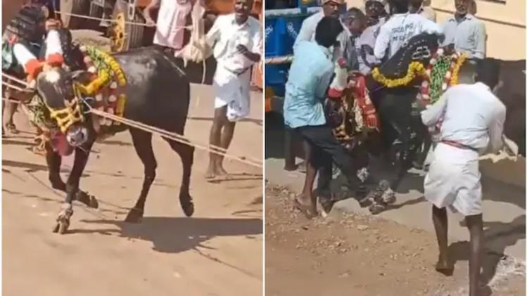 Bull race in Karnataka: കര്‍ണാടകയില്‍ കാളയോട്ട മത്സരത്തിനിടെ രണ്ട് മരണം ...