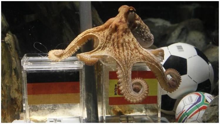 Paul The Octopus: ഓർമ്മയുണ്ടോ ഈ മുഖം? പ്രവചന വീരൻ പോൾ നീരാളിയെ മറന്നോ!! - Do you remember this ...