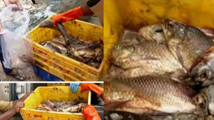 Stale fish at kochi: ചീഞ്ഞളിഞ്ഞ് പുഴുവരിച്ച നിലയിൽ; കൊച്ചിയിൽ പിടിച്ചത് ...