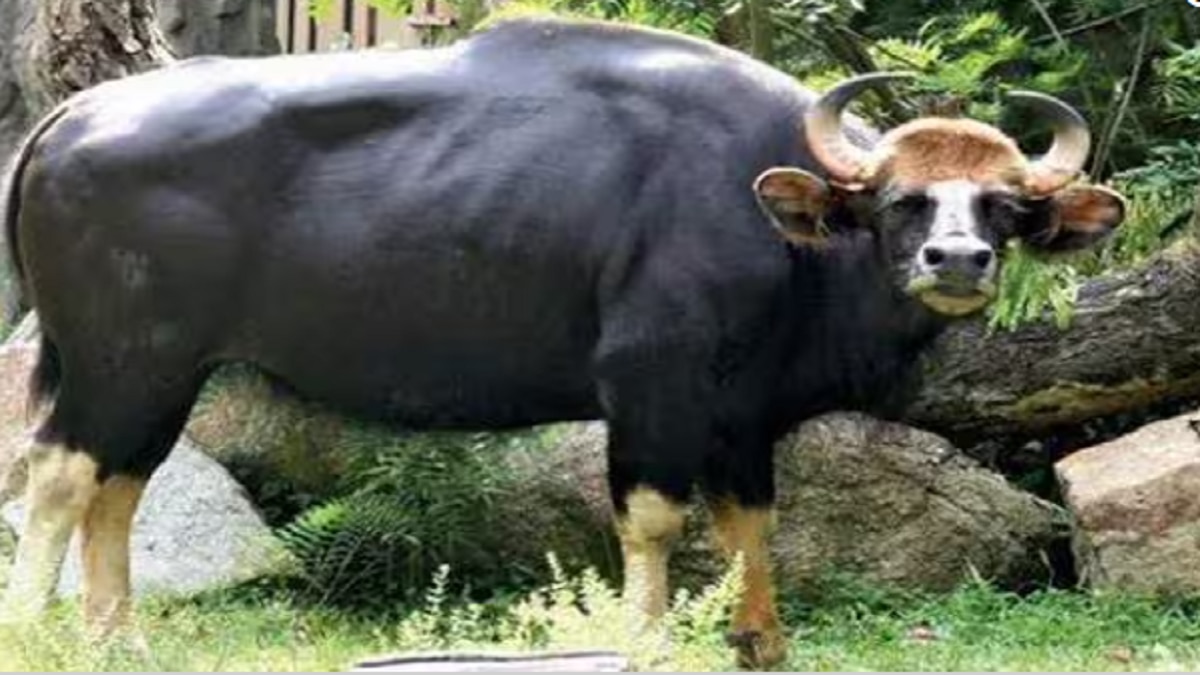 വീണ്ടും കാട്ടുപോത്തിന്റെ ആക്രമണം; കോതമംഗലത്ത് പൂയംകുട്ടിയിൽ ഗുരുതര ...