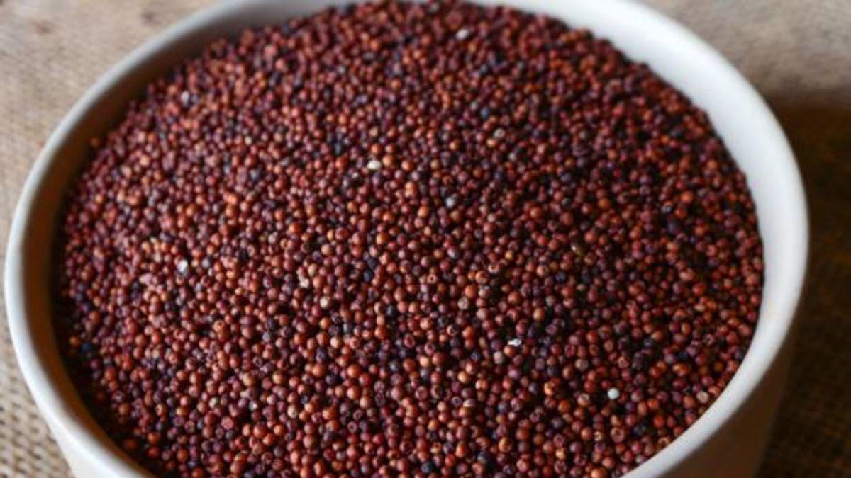 Health benefits of Ragi: വിലകുറച്ച് കാണരുതേ... റാഗിയ്ക്ക് ആരോഗ്യ ...