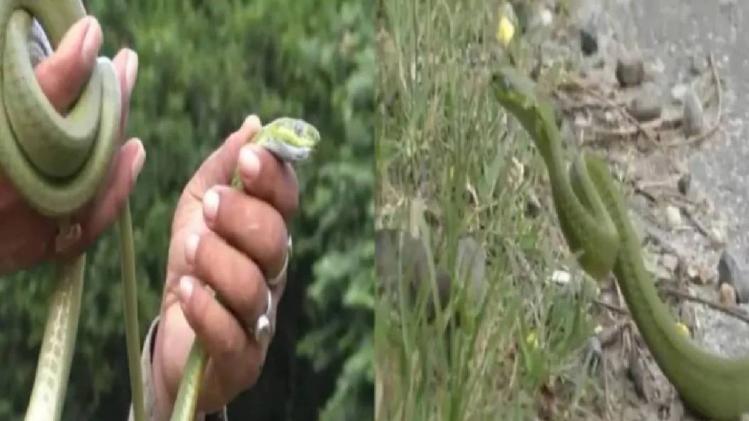 Assam: Rare species of Green Cat snake rescued in Numaligarh - Assam
