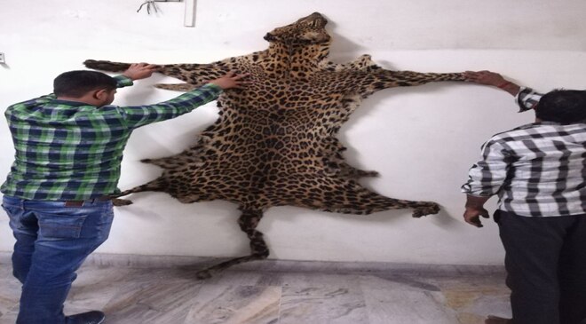 LEOPARD SKIN, BONES SEIZED IN GUWAHATI - leopard skin bones seized ...