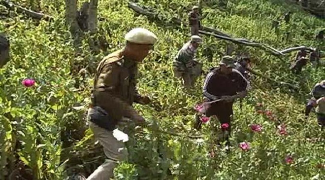POPPY PLANTATION WORTH 18 CRORE DESTROYED IN MANIPUR - poppy plantation ...