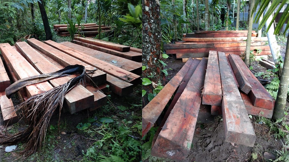 Assam-Arunachal to fight against illegal timber trade - assam arunachal ...