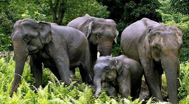 Saga of Gujarat-Bound Assam Elephants Yet to Conclude - saga of gujarat ...