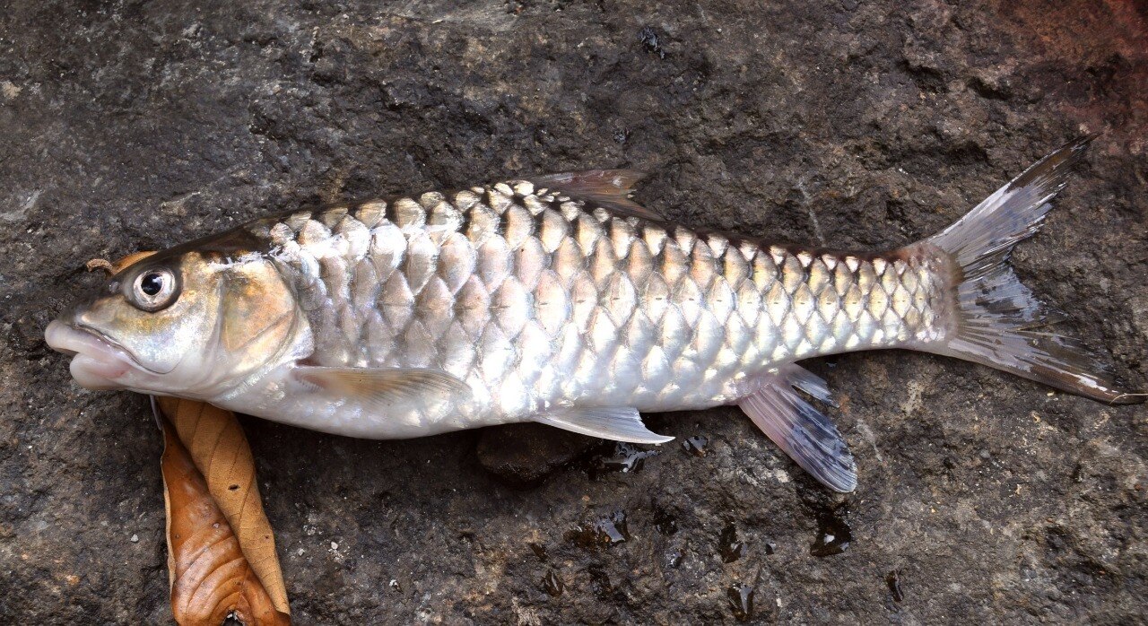 'Katley' declared state fish of Sikkim - katley declared state fish of ...