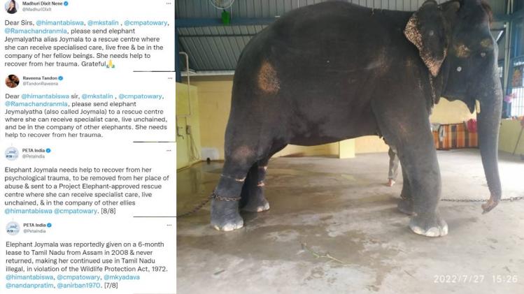 Celebrities join PETA India to rescue abused ‘Joymala’ - Celebrities ...