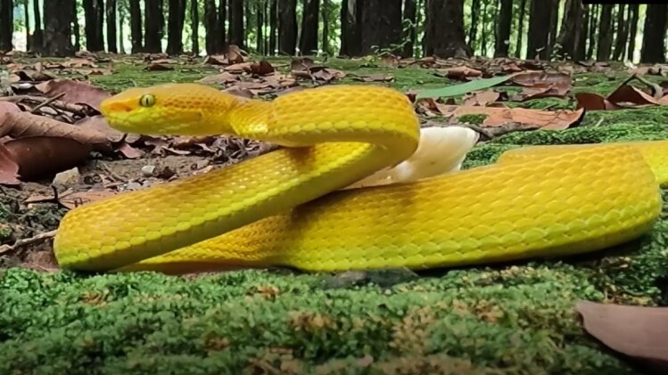 Assam: Rare salazar's pit viper snake rescued from bordering Dhubri ...