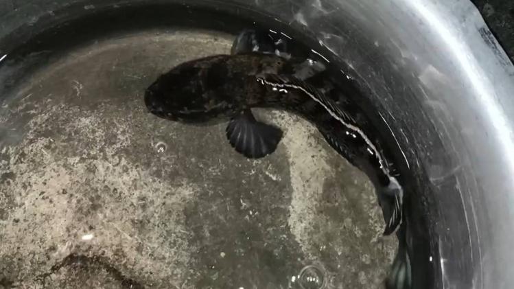 Assam: Rare Barca snakehead fish rescued in Kaziranga - Assam: Rare ...