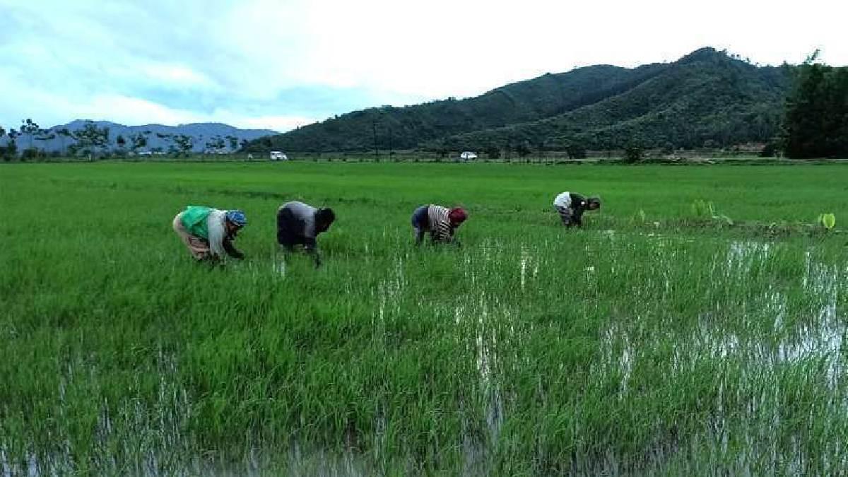 Manipur farmers to receive a crop compensation package of Rs 38.06 ...