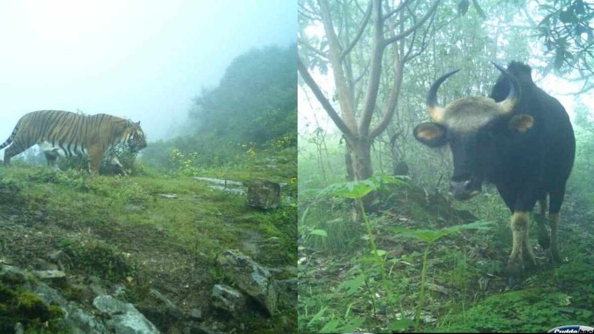 Sikkim’s wildlife sightings create national and world records - Sikkim ...