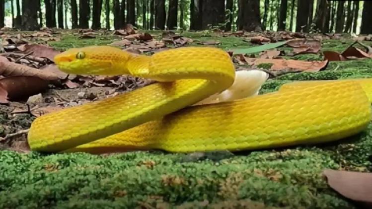 Assam: Rare Salazar's pit viper snake rescued from bordering Dhubri ...