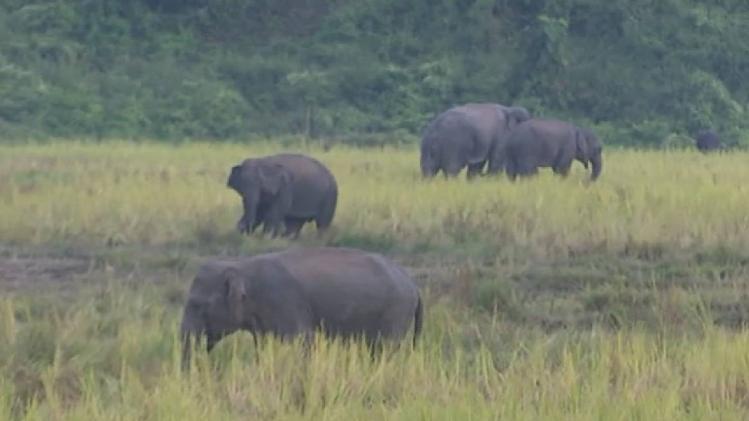 Assam: Wild elephants majestically roaming around Ronghang village in ...