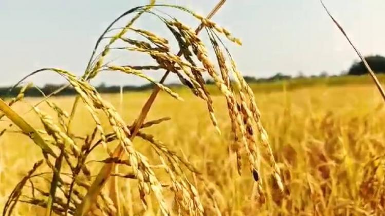 Assam farmers welcome 'Aghun' season, gear up to harvest golden paddy ...