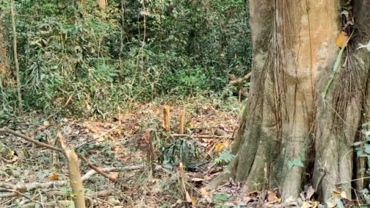 Assam: Over 500 trees illegally felled in Ultapani forest endangering ...