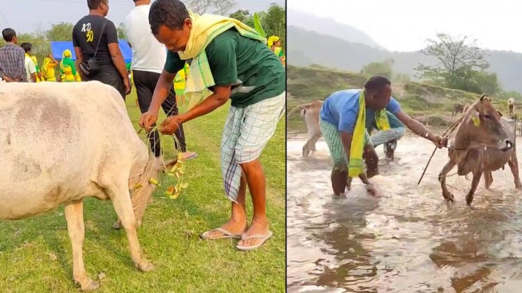 Rongali Bihu celebrations begin with 'Goru Bihu' in Assam - Assam