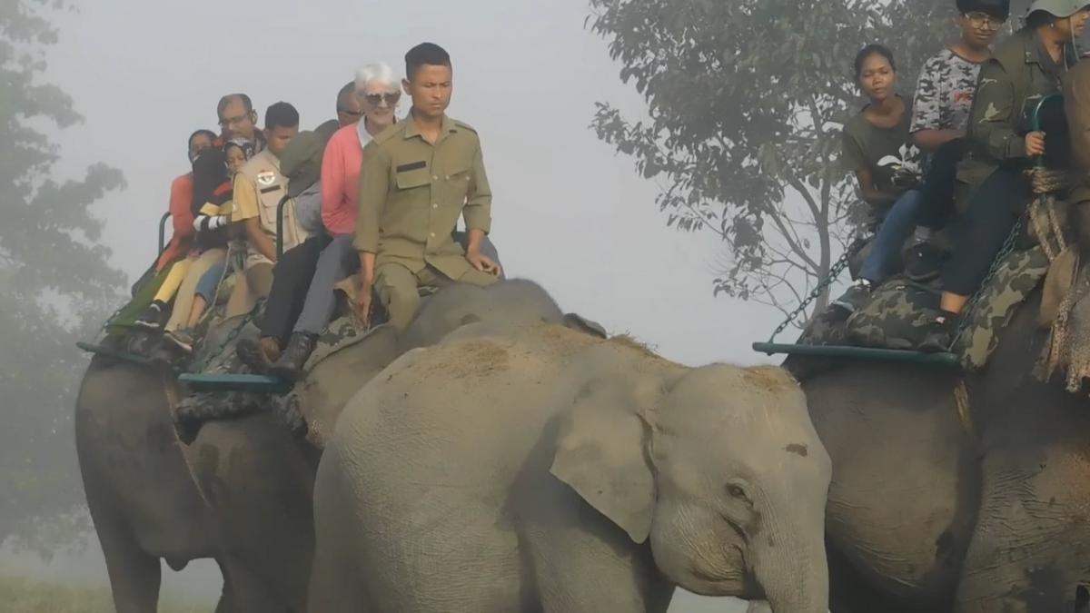 Assam: Kaziranga National Park opens elephant safari for tourists - Assam