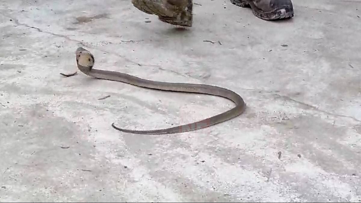 Assam: ATM dispenses poisonous snake instead of cash in Nazira - Assam