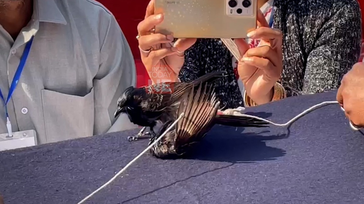 Assam Government revives Bulbuli bird fight tradition in Hajo after nine-year gap - Assam